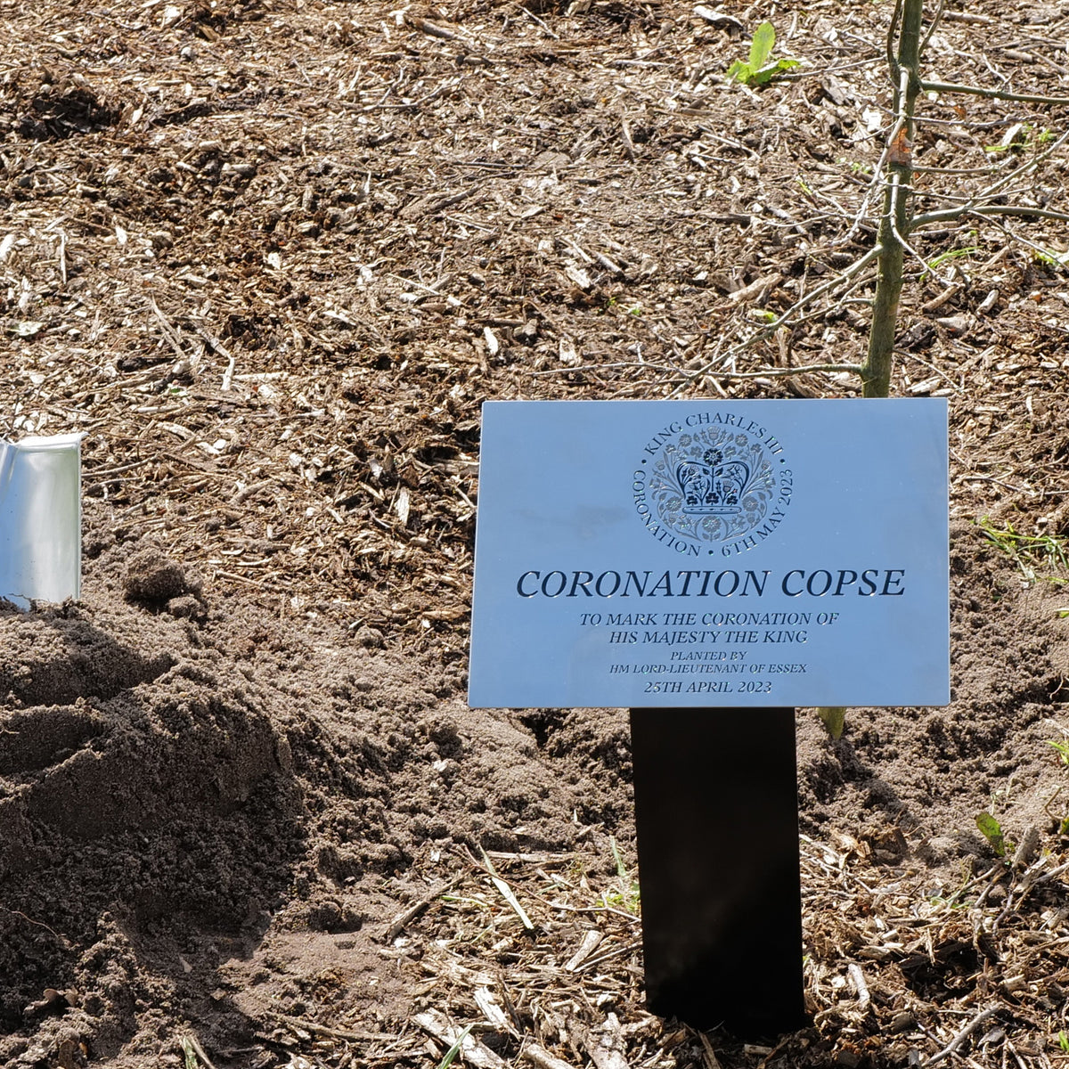 Coronation Copse – final tree of 800 planted. Founder of Wilkin & Sons ...