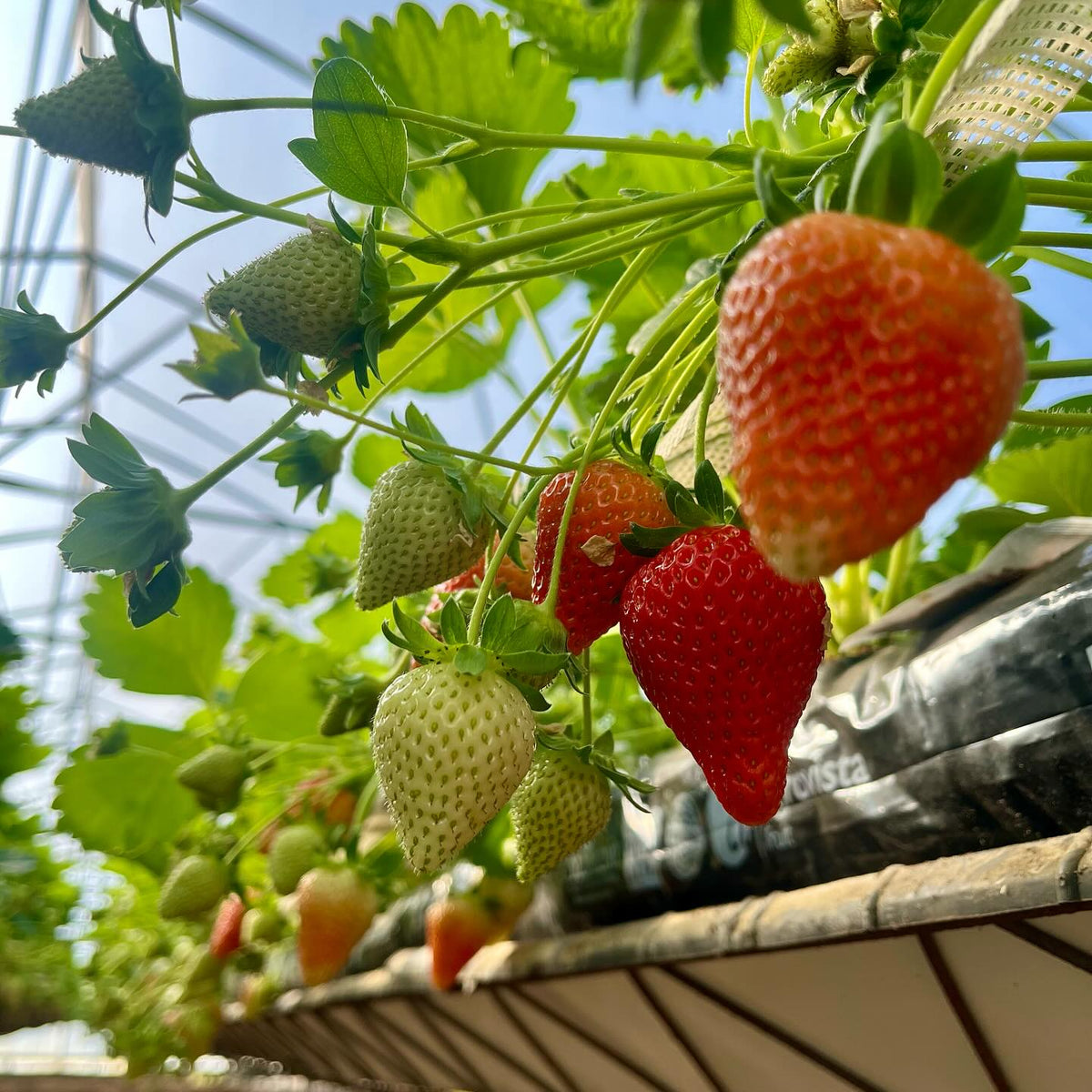 Growing Strawberries on the Tiptree Farm